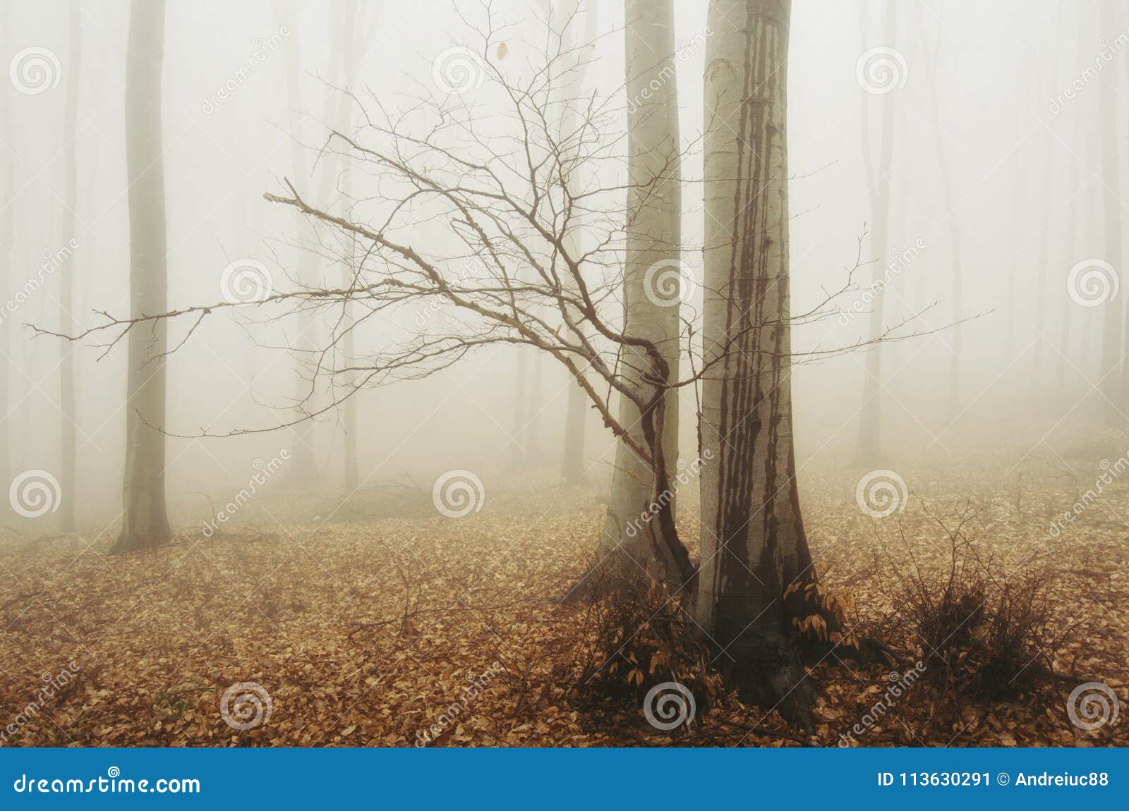 Strange Tree in Mysterious Autumn Forest Stock Image - Image of ...