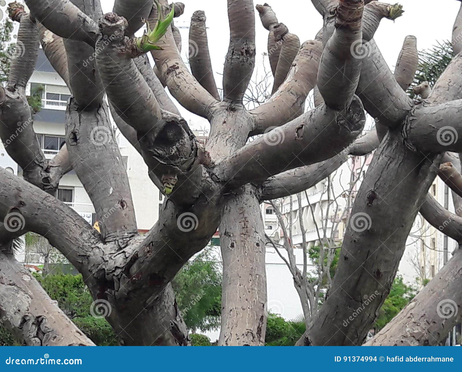 Strange tree stock photo. Image of strange, tangier, tree - 91374994