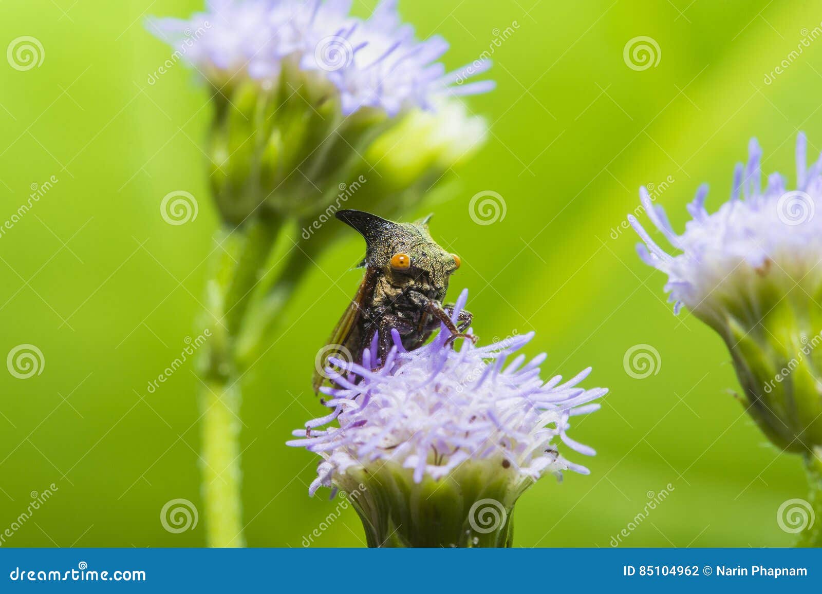 Strange Treehopper Insect Animal on the Flower Stock Photo - Image of ...