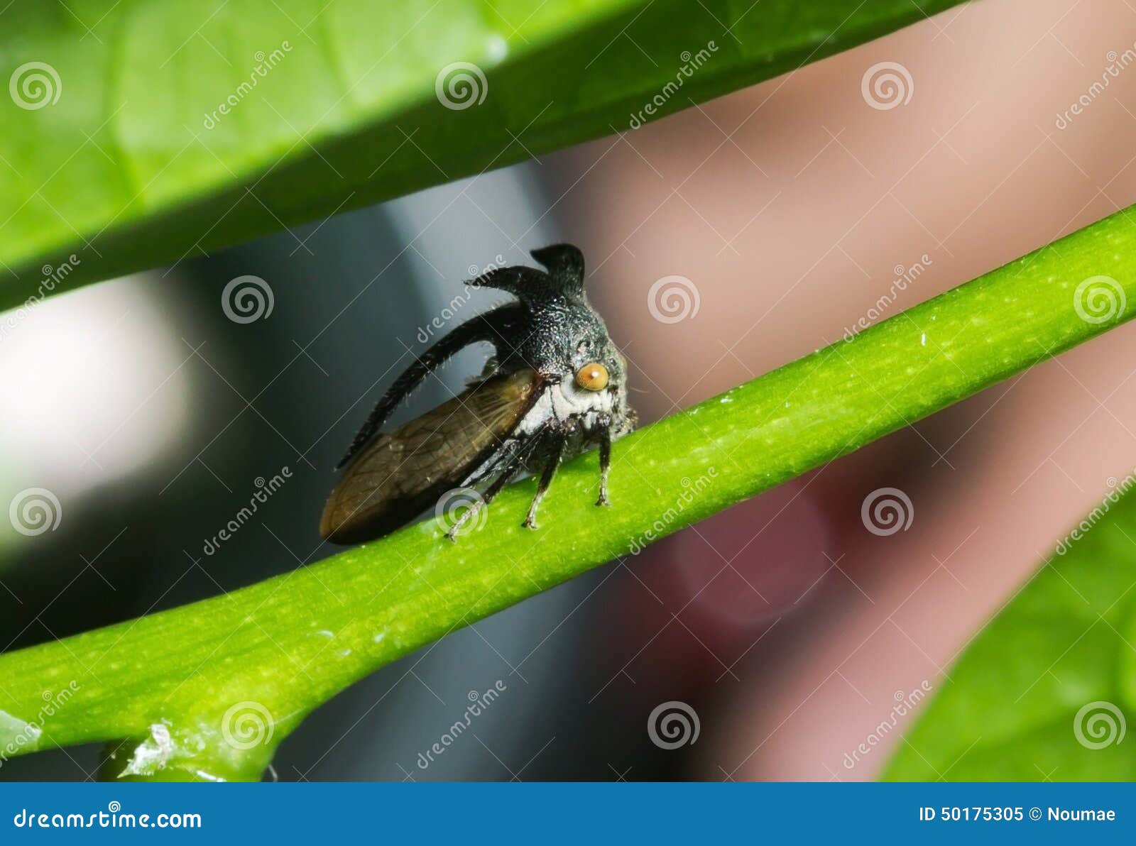 Strange Treehopper in Natural Forests Stock Image - Image of insect ...