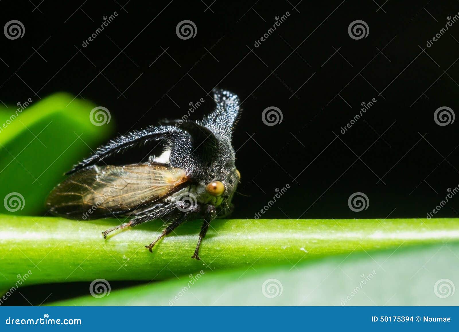 Strange Treehopper in Natural Forests Stock Photo - Image of antenna ...