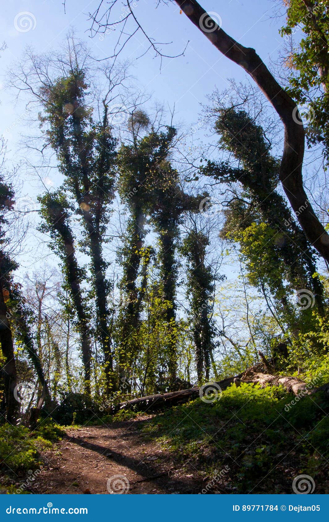 Strange Trees Overgrown Vines Stock Photo - Image of landscape, trees ...