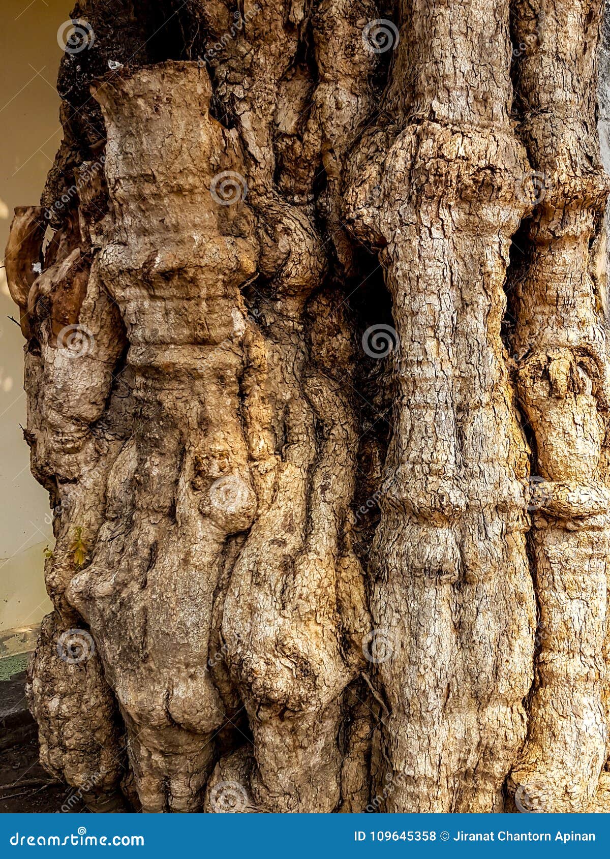 Strange Trunk of Tree Like a Human Body Stock Photo - Image of texture ...