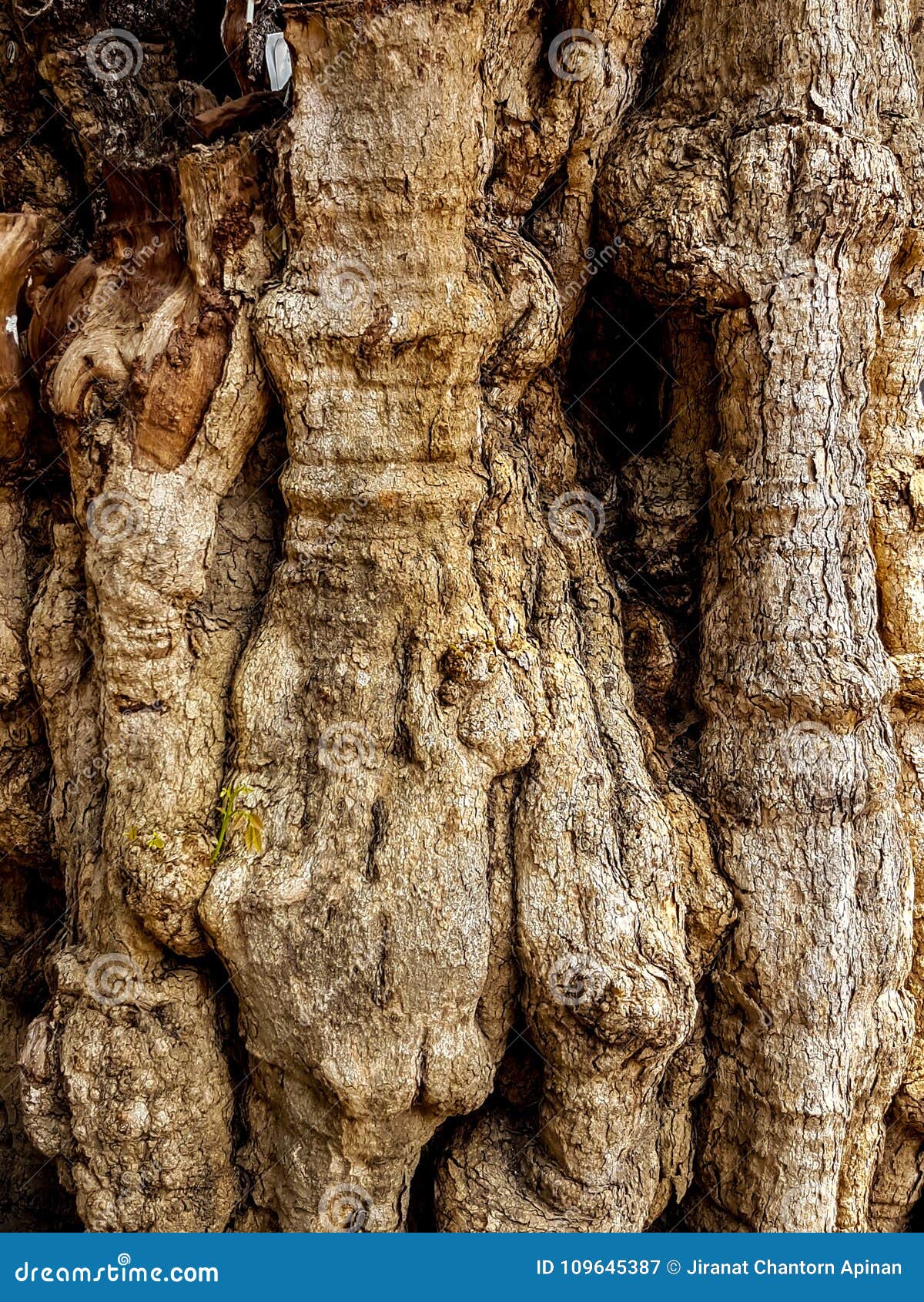 Strange Trunk of Tree Like a Human Body Stock Image - Image of growth ...