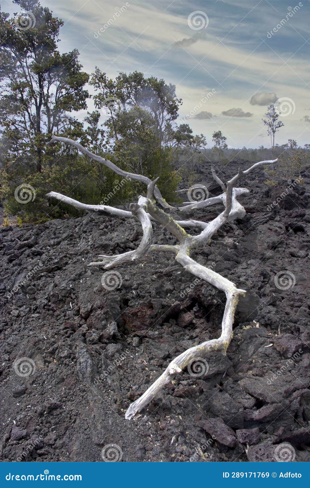 Strange Trunk of Trees in the Forest Stock Image - Image of trunk ...