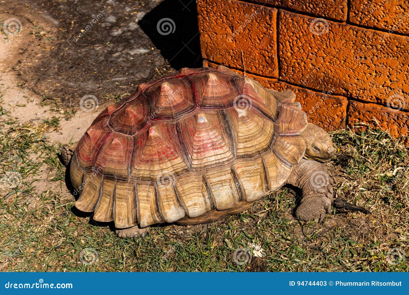 Strange Turtles Ancient Turtles Stock Image - Image of ancient ...