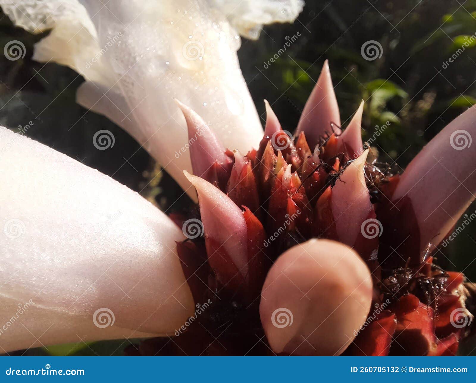 Strange White and Red Flower Stock Photo - Image of vegetable, flower ...