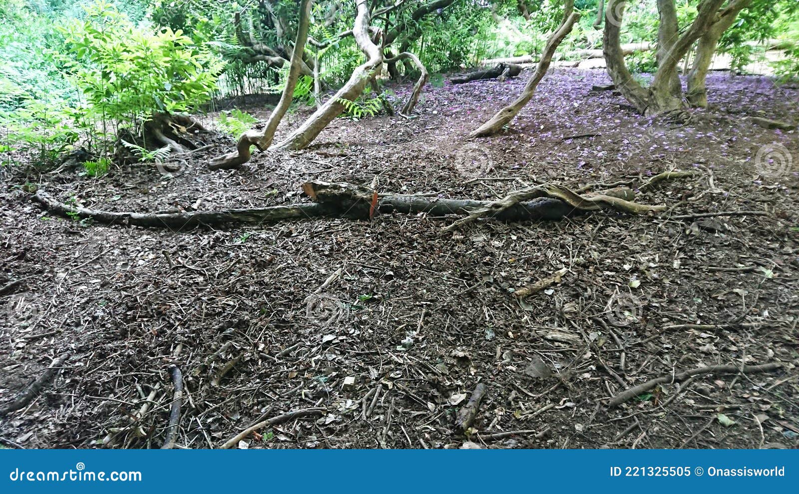 Strange Wild Forest Trees stock image. Image of forest - 221325505