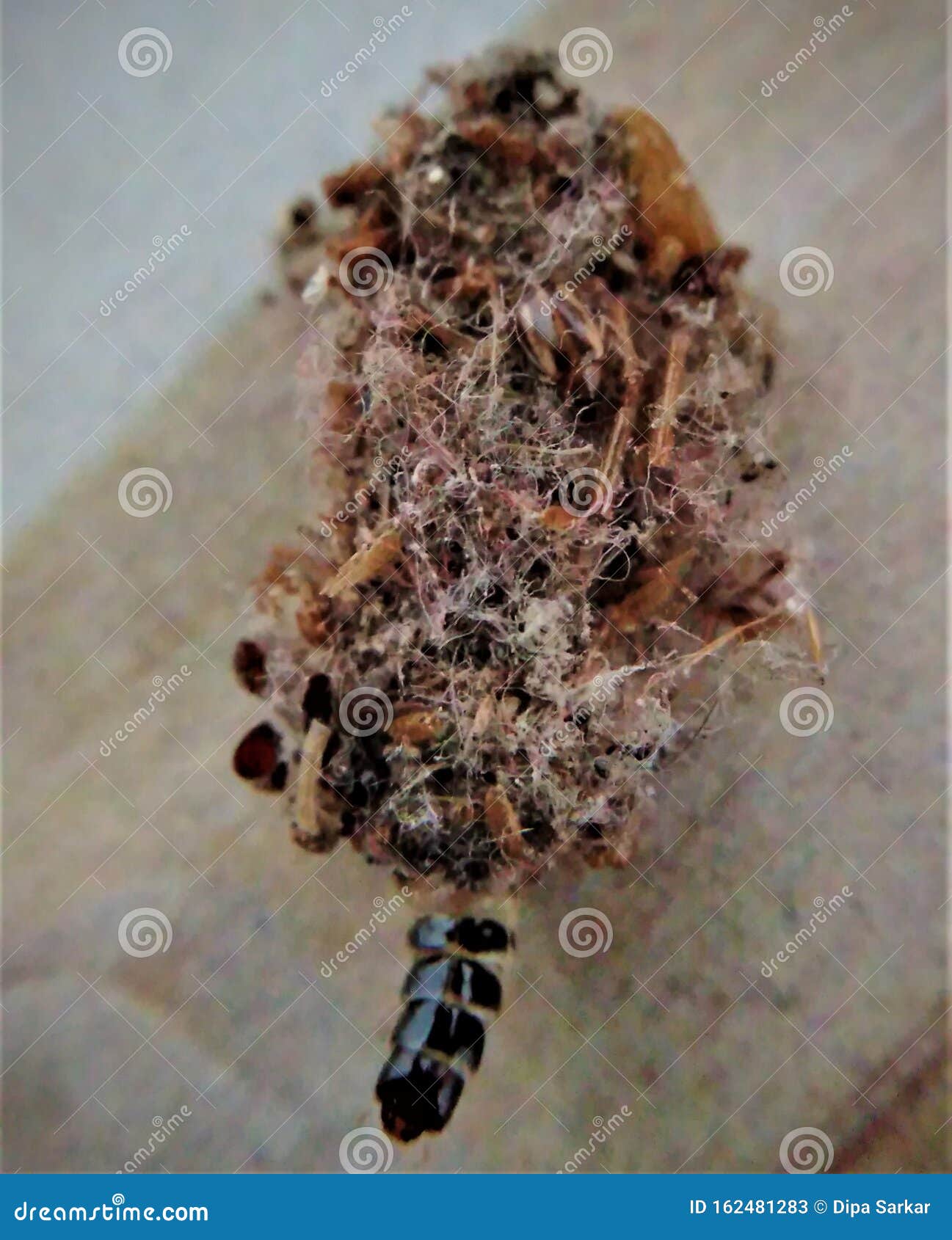 Strange Worm stock image. Image of strange, worm, twofaced - 162481283