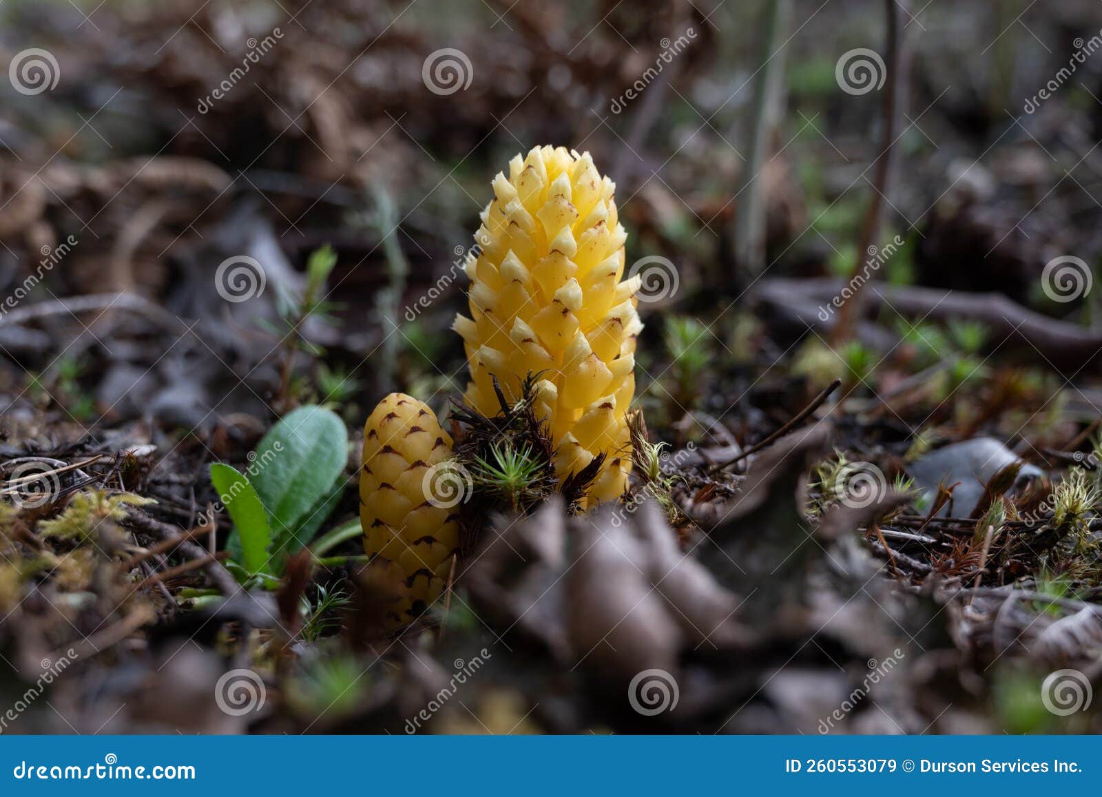 Strange Yellow Growth in Oregon Forest. Stock Image - Image of ecology ...