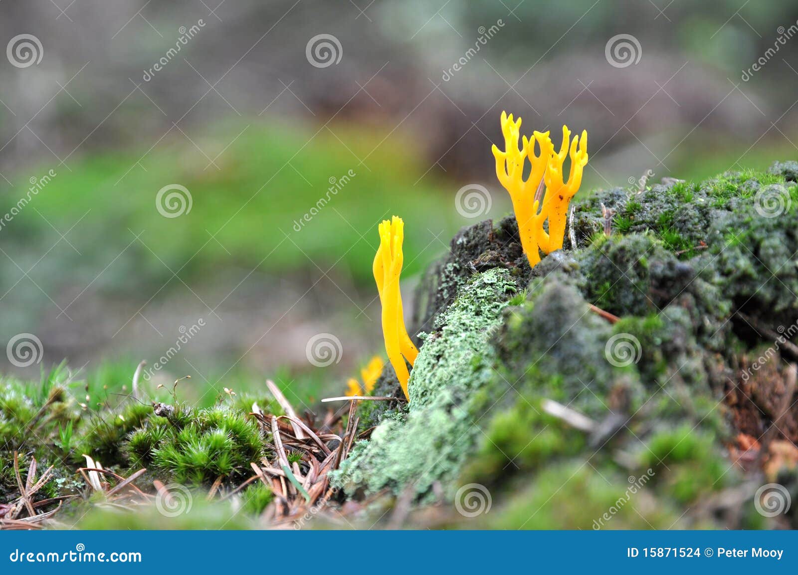 Strange yellow mushroom stock photo. Image of coral, humidity - 15871524