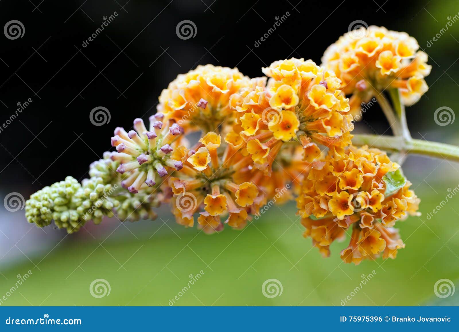 Strange yellow wildflower stock photo. Image of beautiful - 75975396