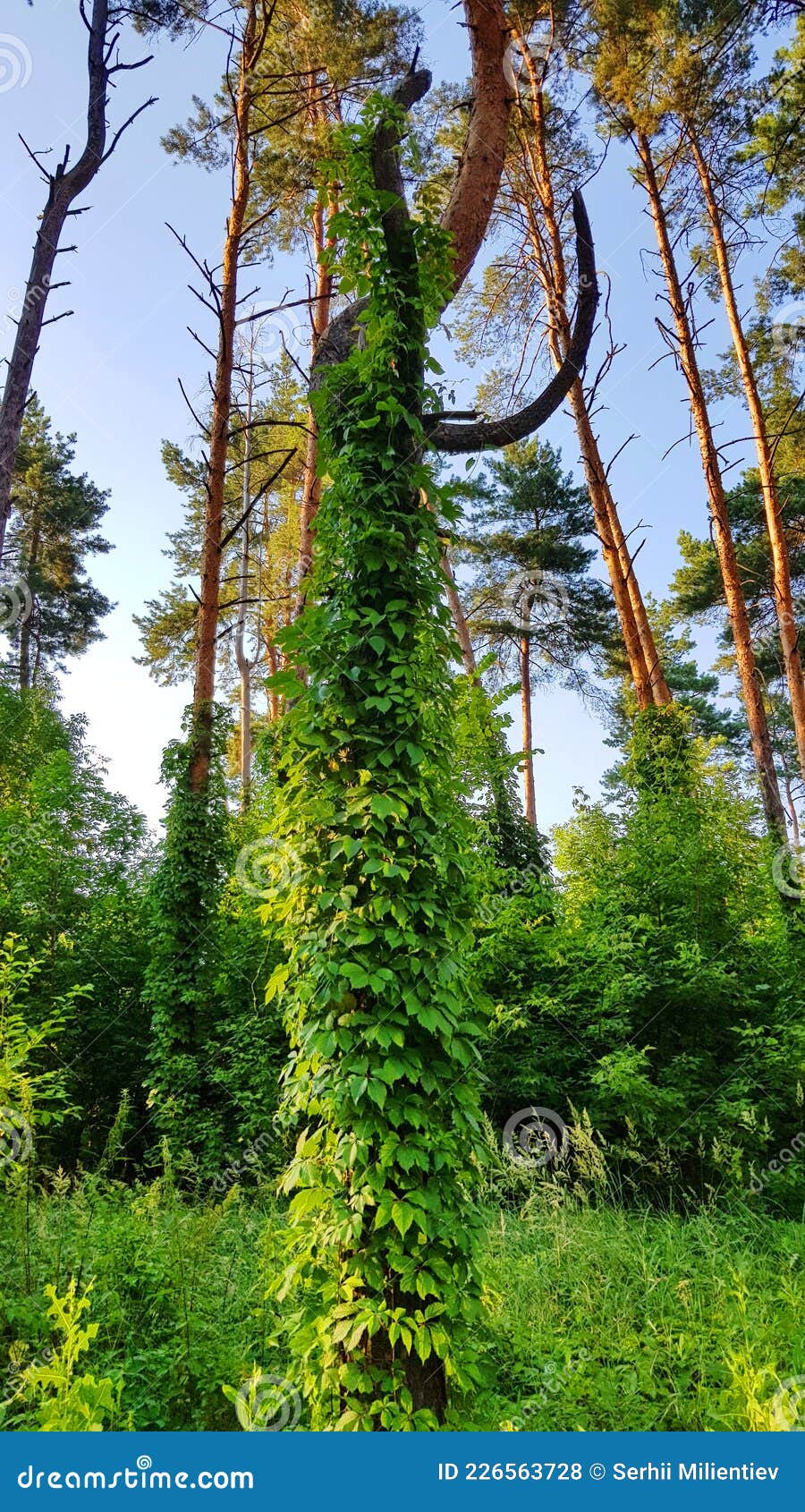 Weird Green Pine Tree with Bull Horns Stock Photo - Image of nice ...