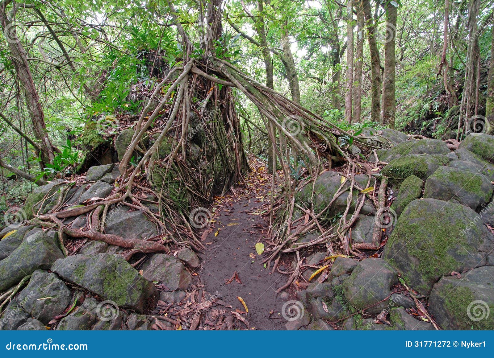 Stranger Fig Stock Photos - Free & Royalty-Free Stock Photos from ...