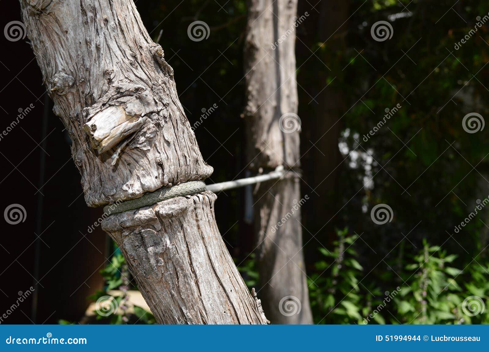 Strangled tree stock photo. Image of rope, nature, holding - 51994944