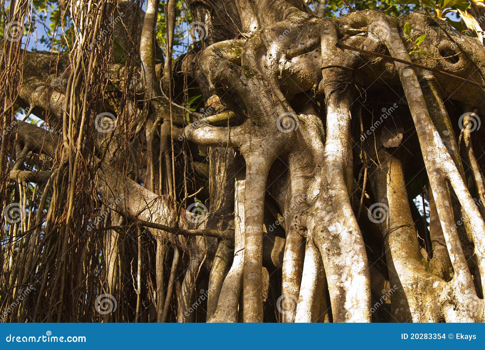 Close Up of a Strangler Fig Tree Stock Photo - Image of outdoor, exotic ...