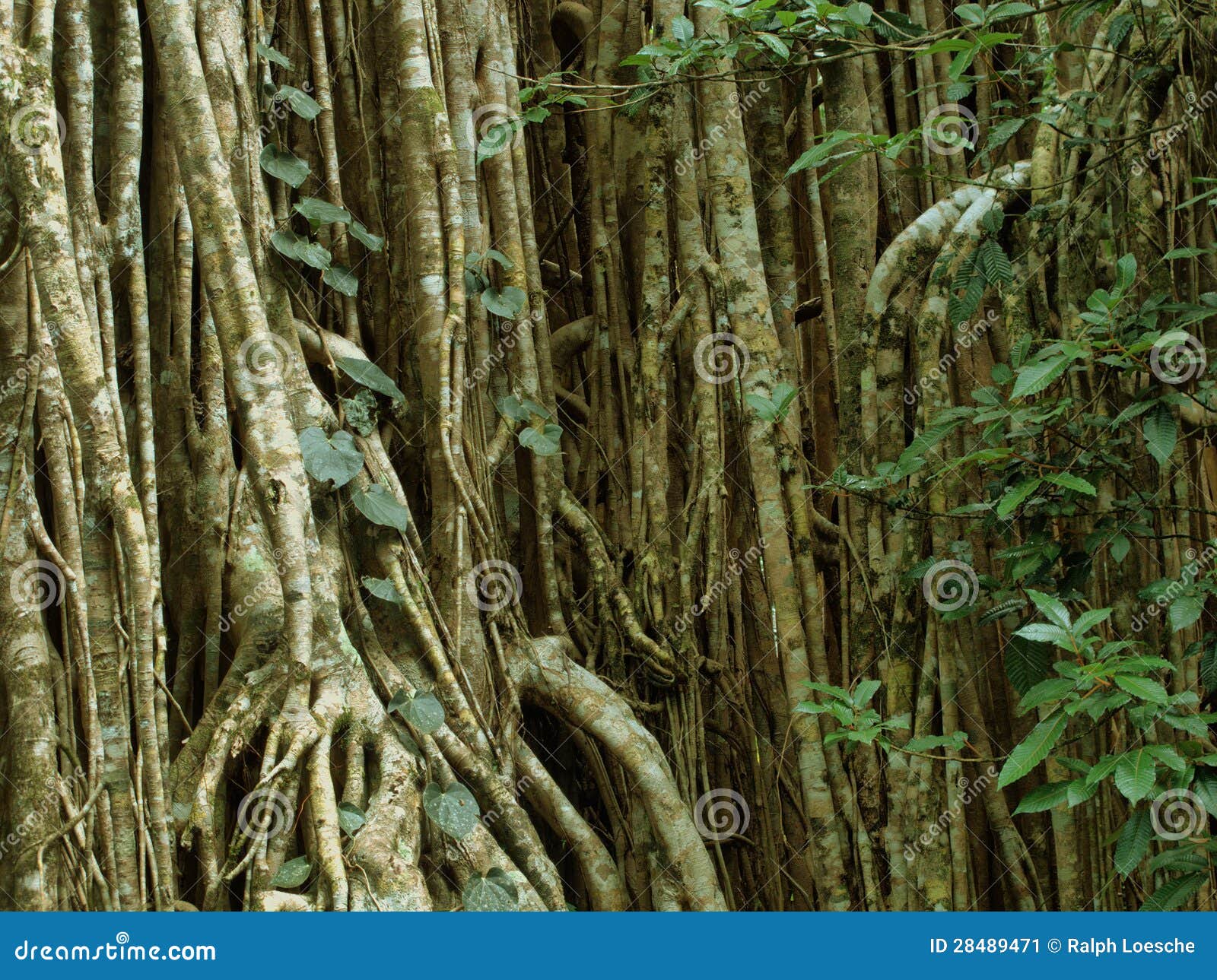 Strangler fig stock image. Image of fresh, australia - 28489471