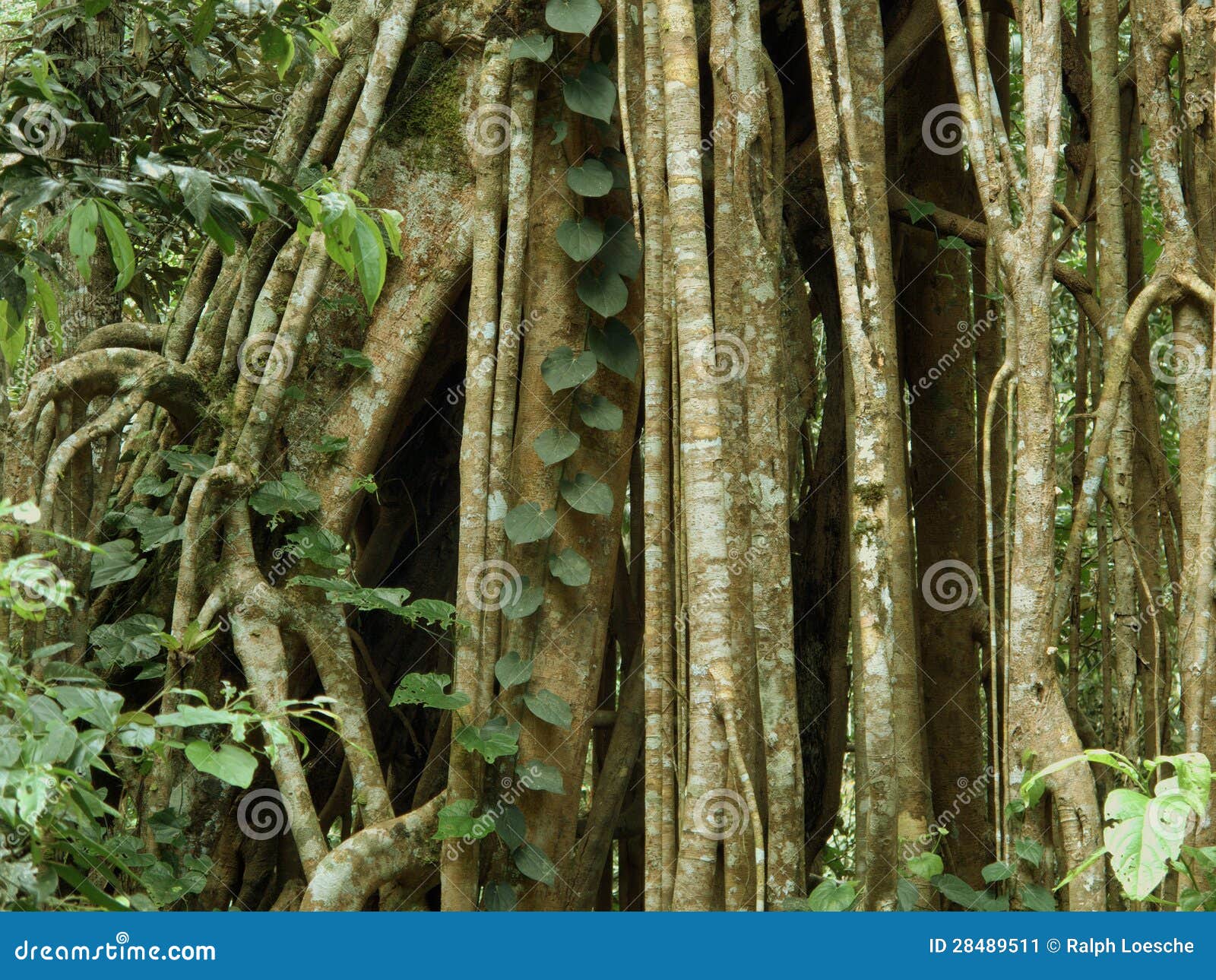 Strangler Fig Royalty-Free Stock Photography | CartoonDealer.com #28489511