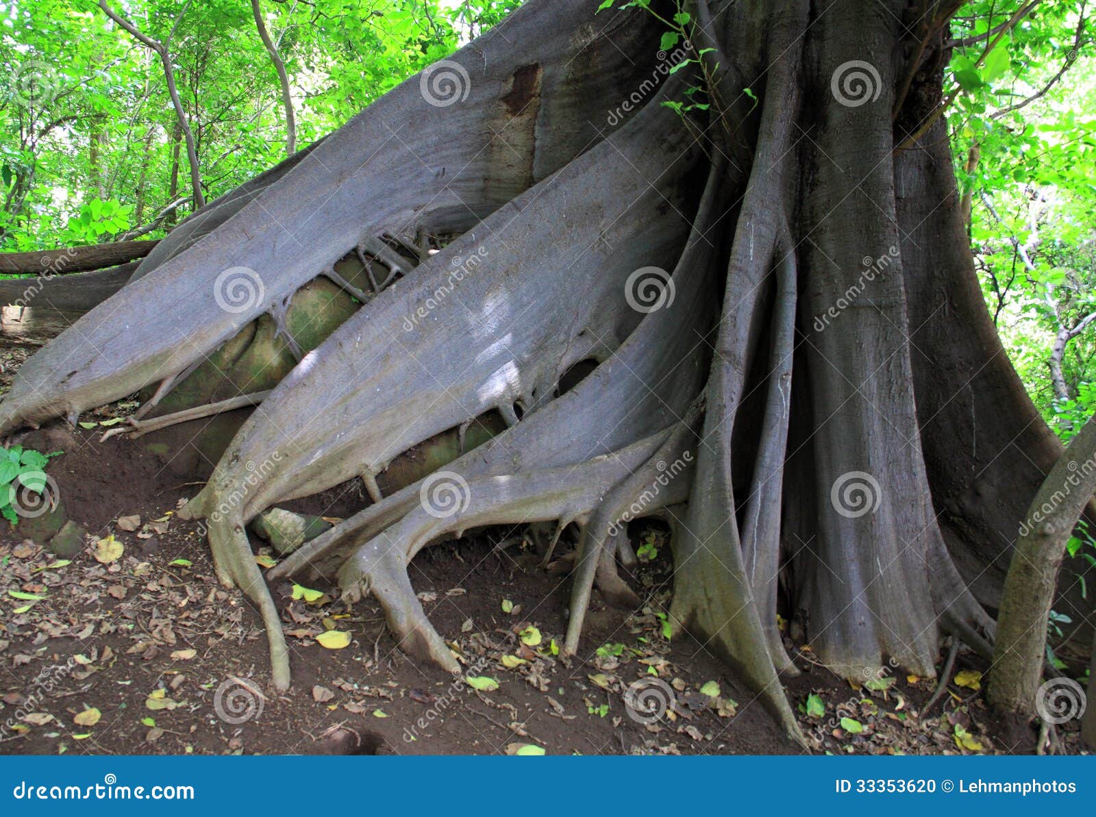 Buttress Roots Of Moreton Bay Fig Tree Royalty-Free Stock Image ...