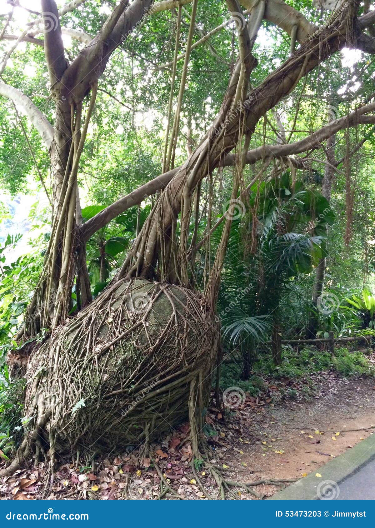 Strangler fig stock image. Image of nature, tree, rock - 53473203