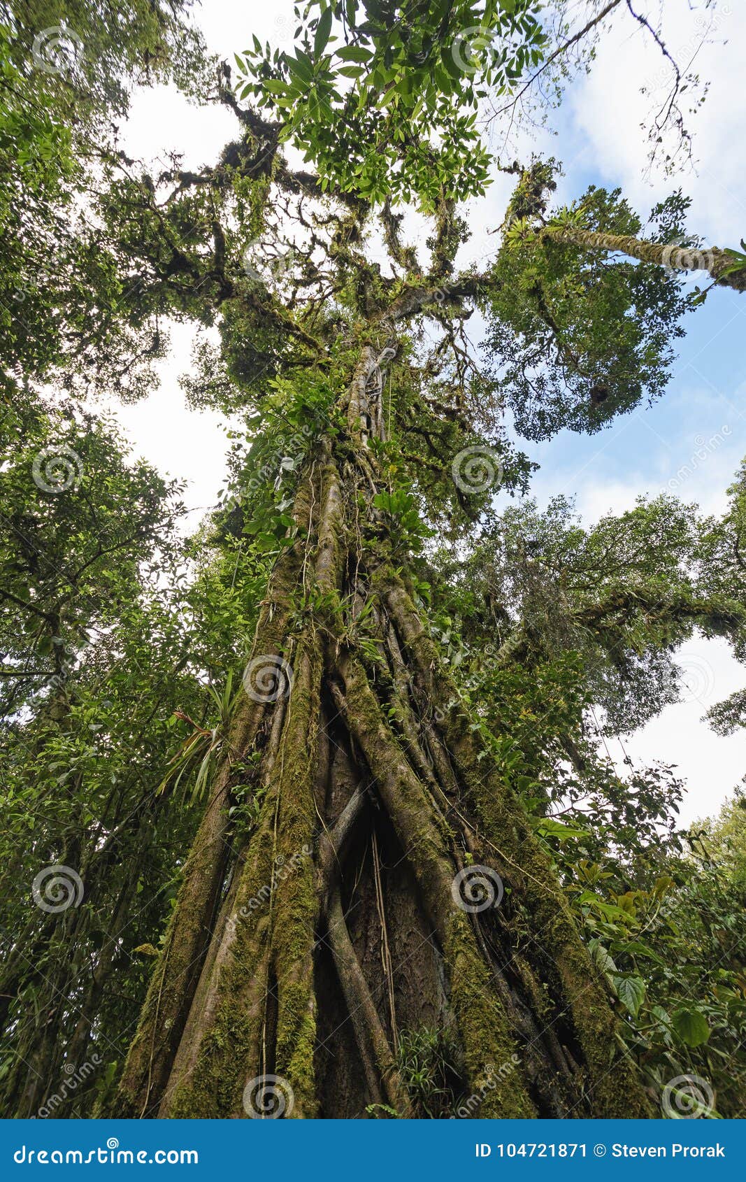 Strangler Fig Growing on a Old Tree Stock Image - Image of green, rica ...