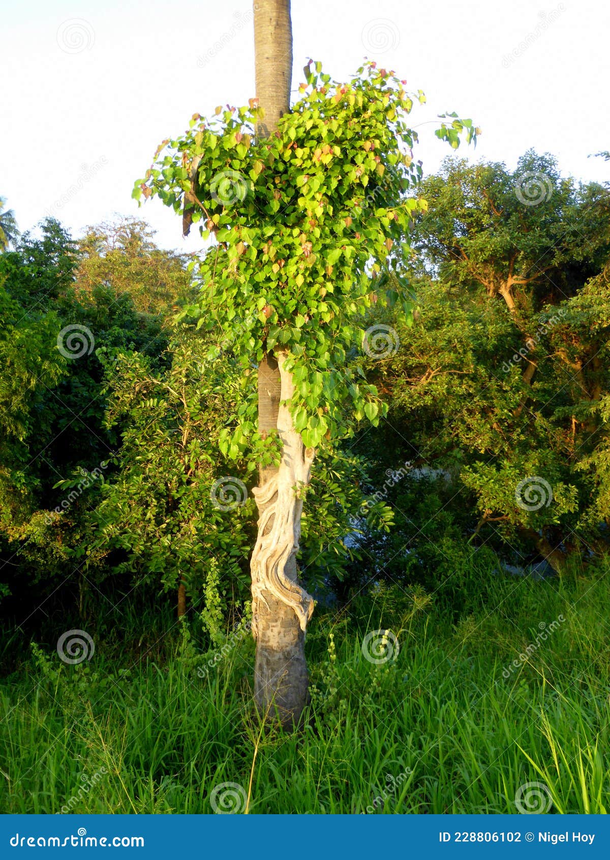 Strangler Fig Plant on Tree Trunk Stock Photo - Image of strangler ...