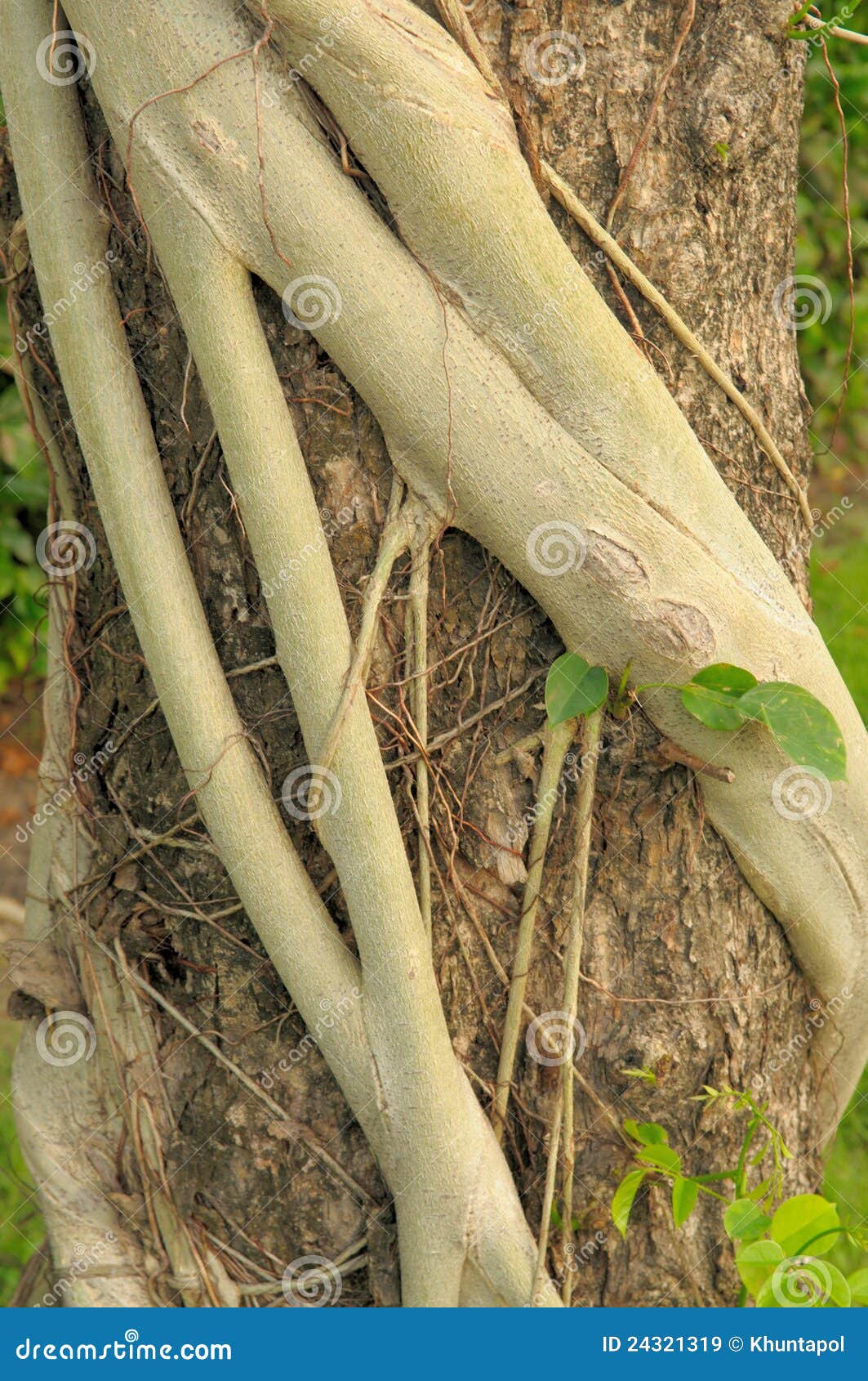 Strangler Fig Roots Strangle a Cypress Tree Stock Image - Image of ...