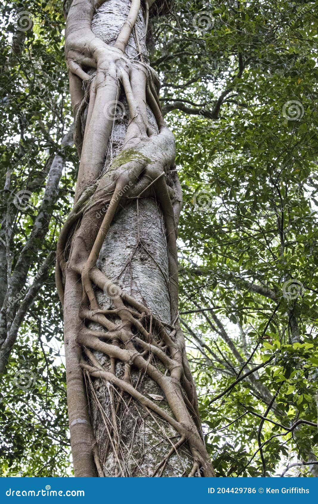 Strangler Fig stock photo. Image of strangler, tree - 204429786