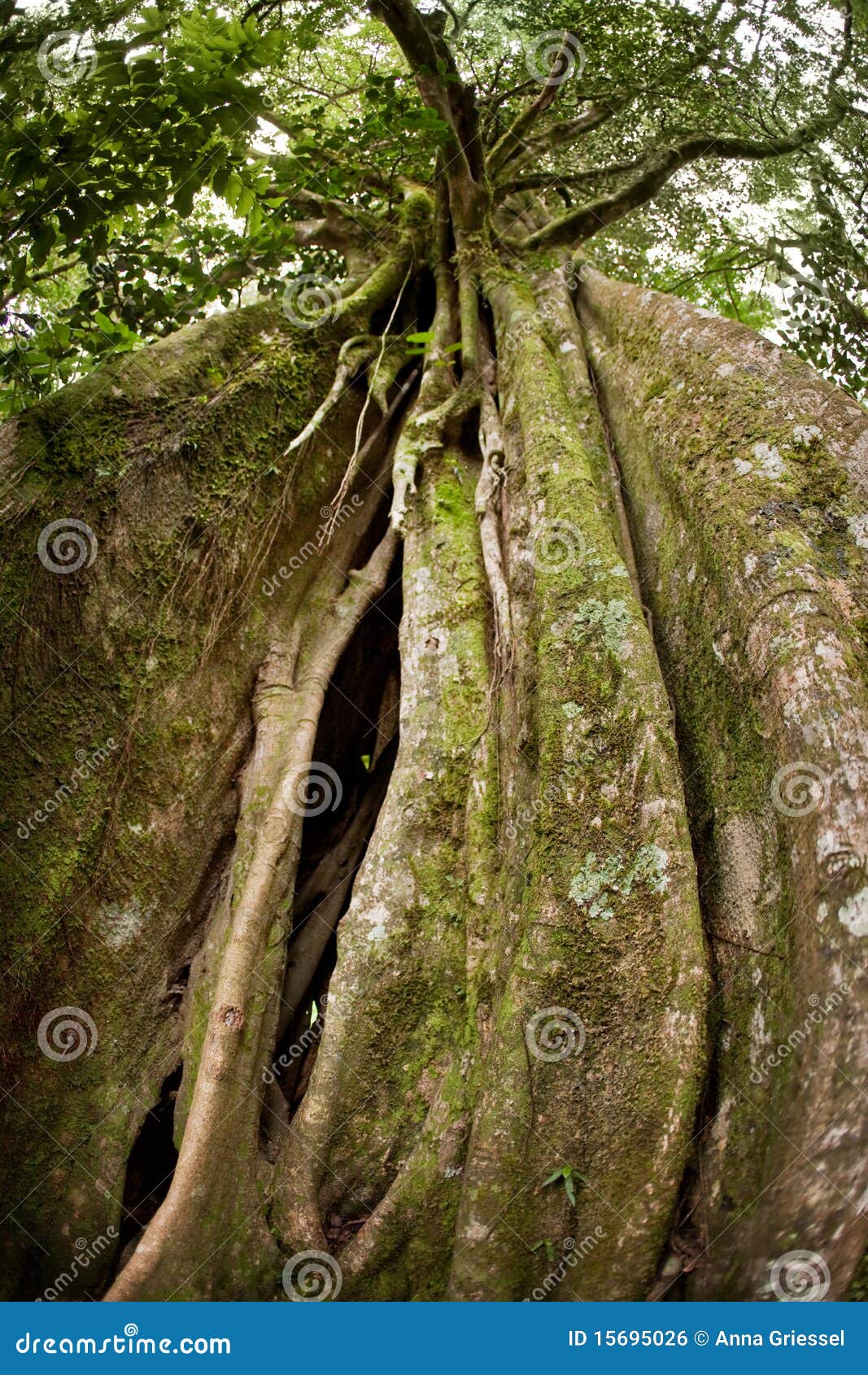 Big Strangler Fig Tree Roots - Overgrown Tropical Plant - Stock ...