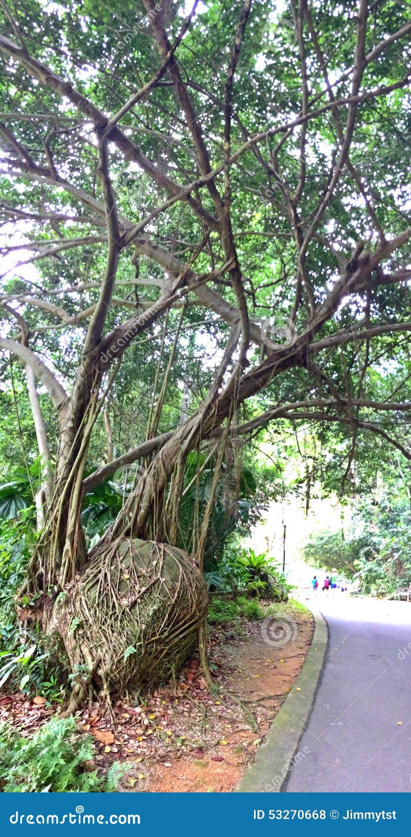 Strangler fig tree stock photo. Image of tree, roots - 53270668