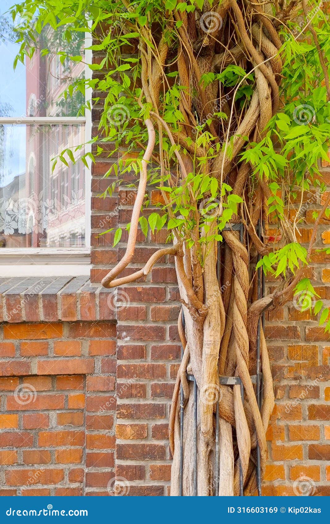 Strangler Fig Growing Around A Jungle Tree Stock Photography ...