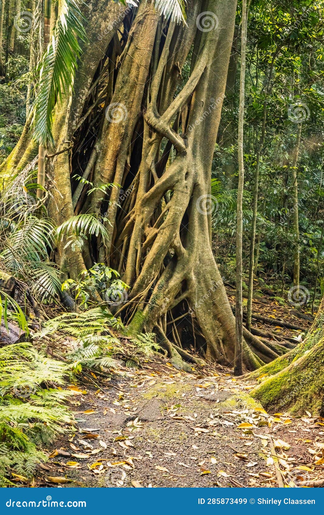 Strangled Tree Stock Photo | CartoonDealer.com #51994944