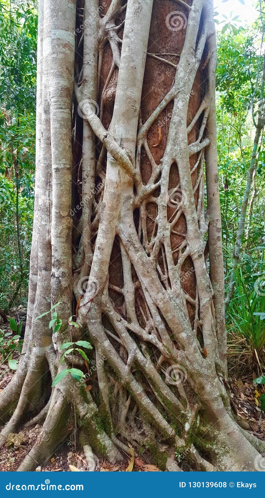 Strangler Fig Tree North Queensland Australia Stock Photo - Image of ...