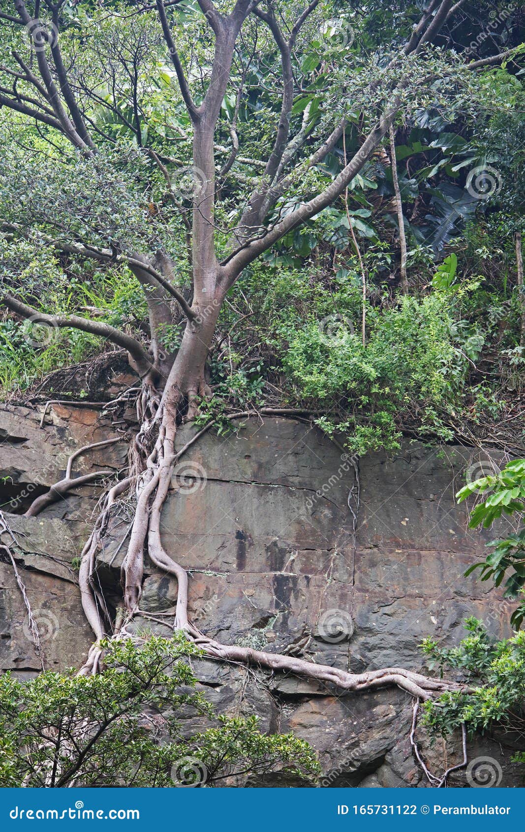 STRANGLER FIG TREE ROOTS GROWING on a ROCK Stock Photo - Image of ...