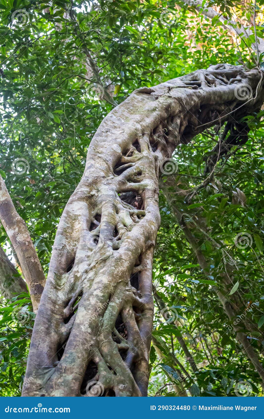 Strangler Fig Tree from Which the Tree Has Died and Rotted Away in ...
