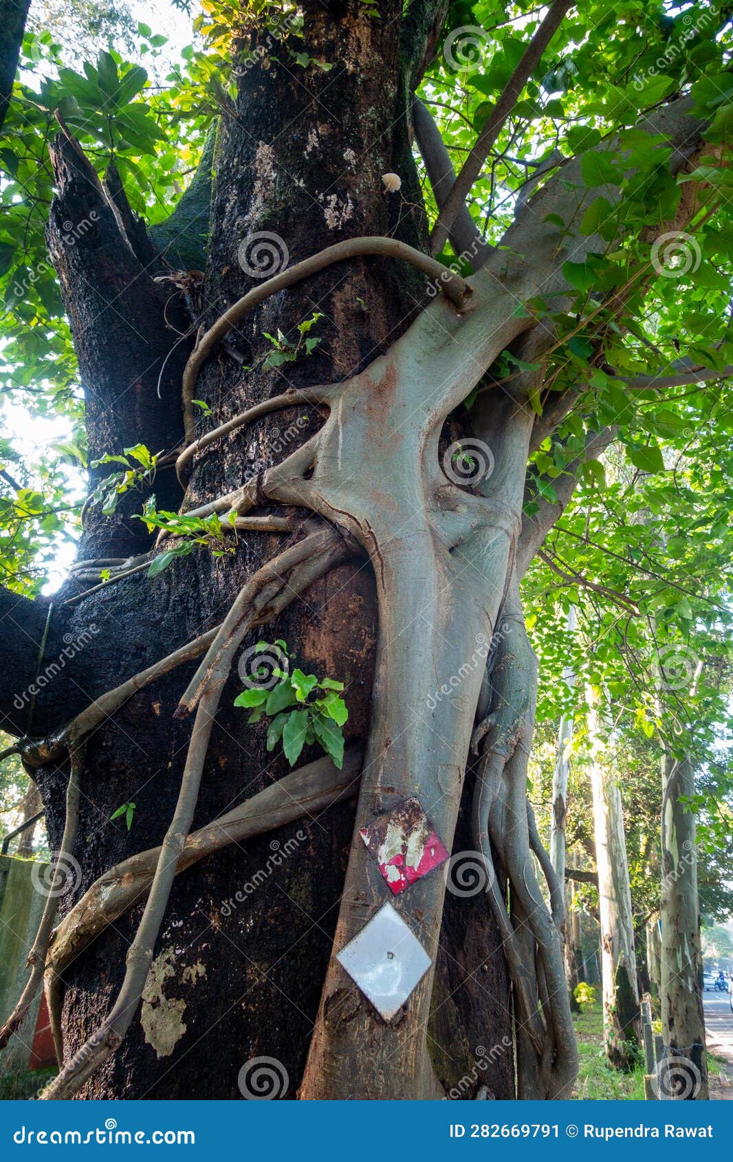 Strangler Fig Tree. this Tree Wraps Around and Grows Up a Host Tree ...