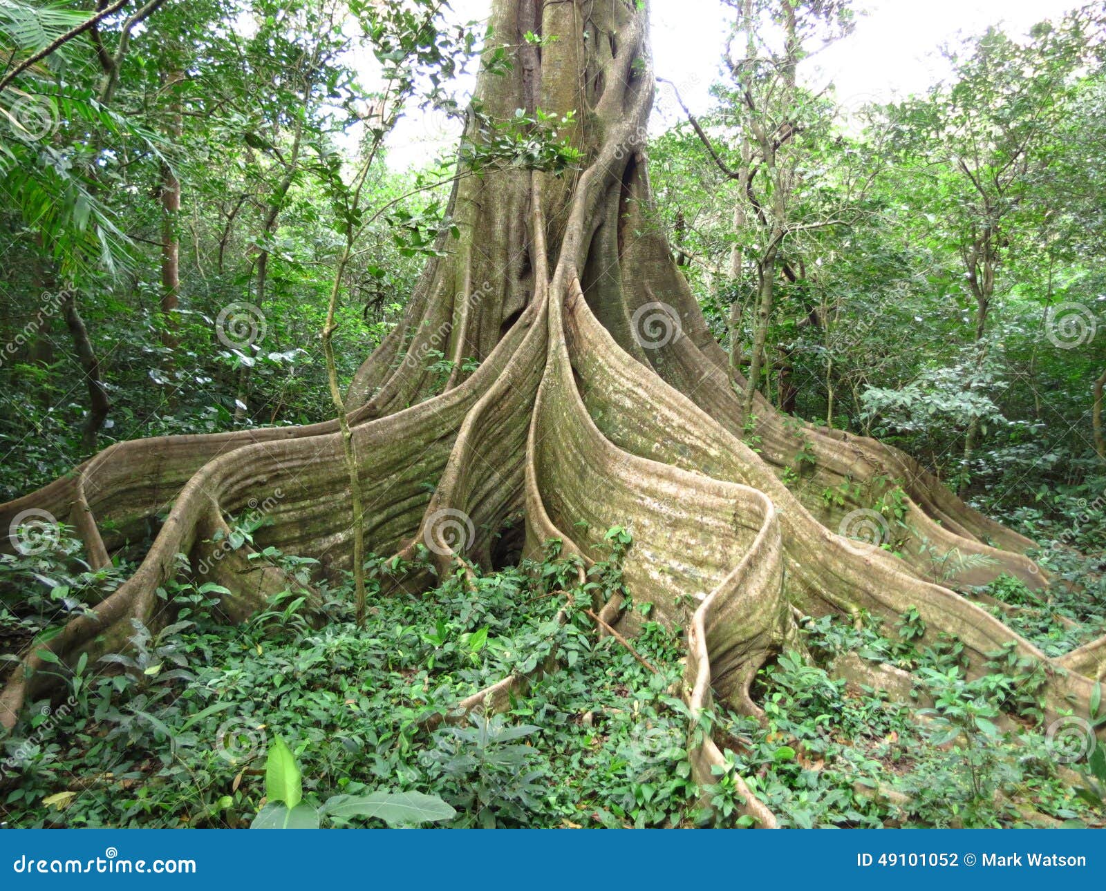 Strangler Fig editorial photography. Image of food, friends - 49101052
