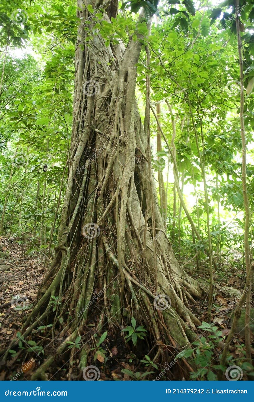 Strangler Fig Vine Covers a Tree in the Rain Forest, St Lucia ...