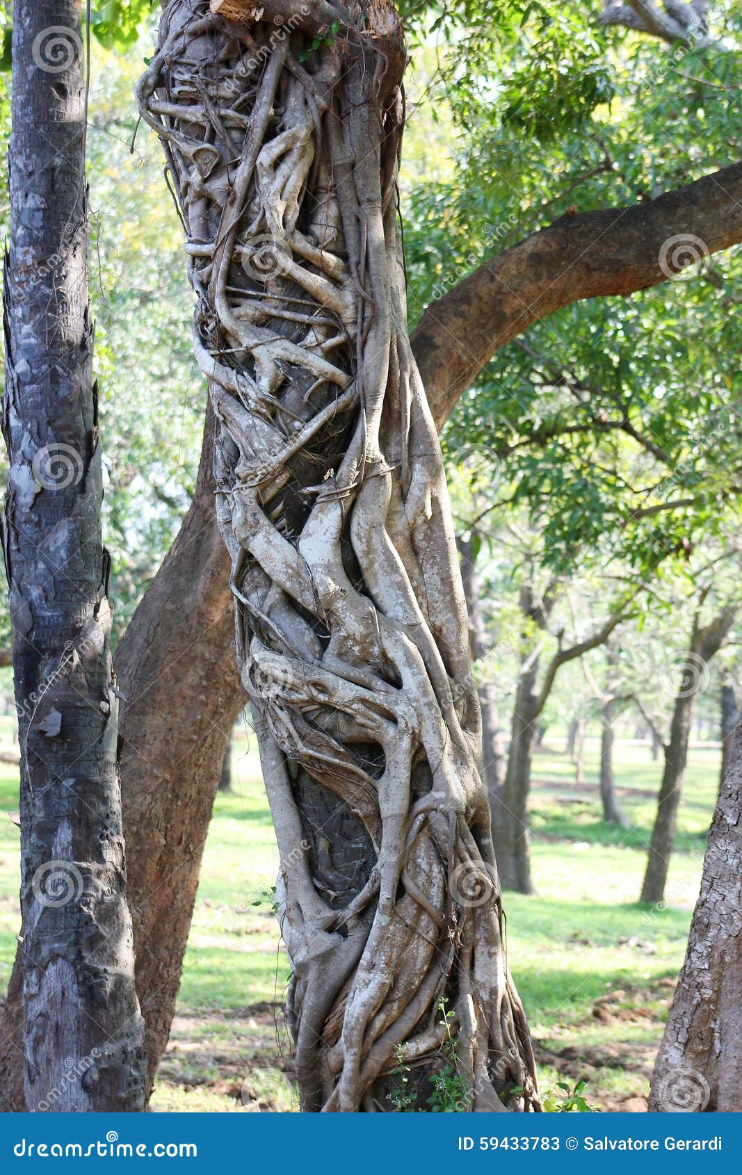 Strangler Tree in Sri Lanka Stock Image - Image of parasite, travel ...