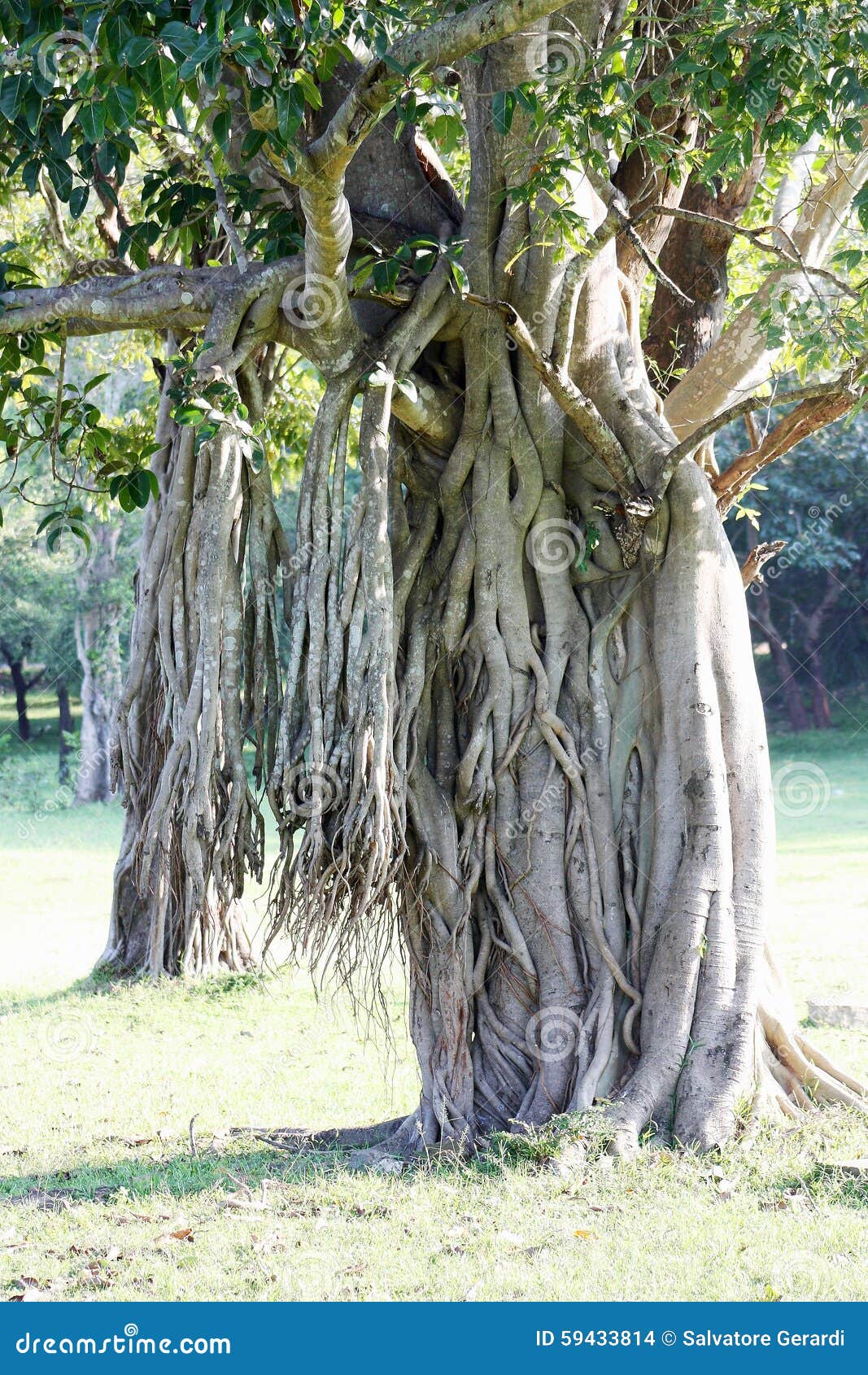 Strangler Tree in Sri Lanka Stock Photo - Image of parasite, leaf: 59433814