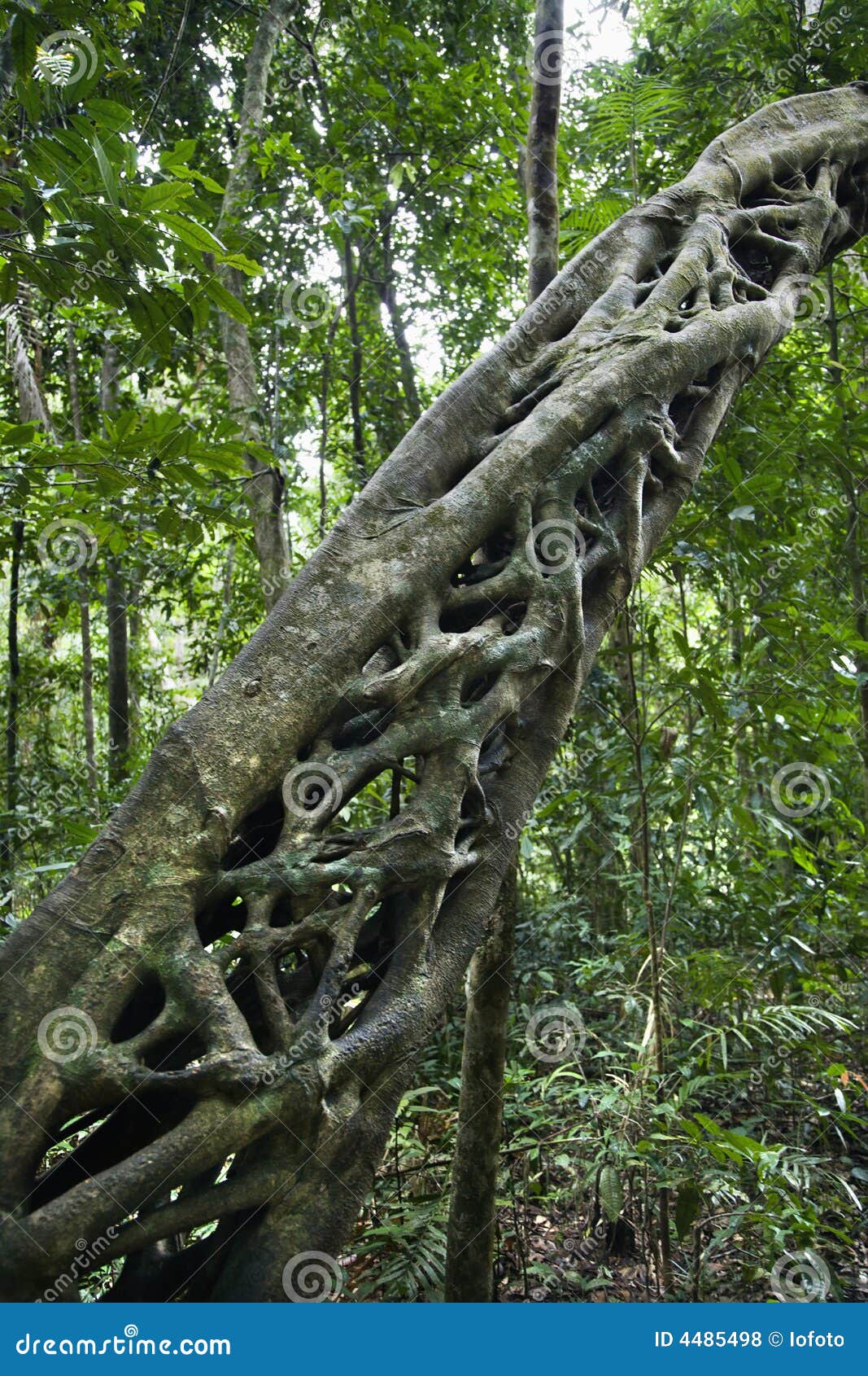 Strangler Fig Royalty-Free Stock Photography | CartoonDealer.com #28489511