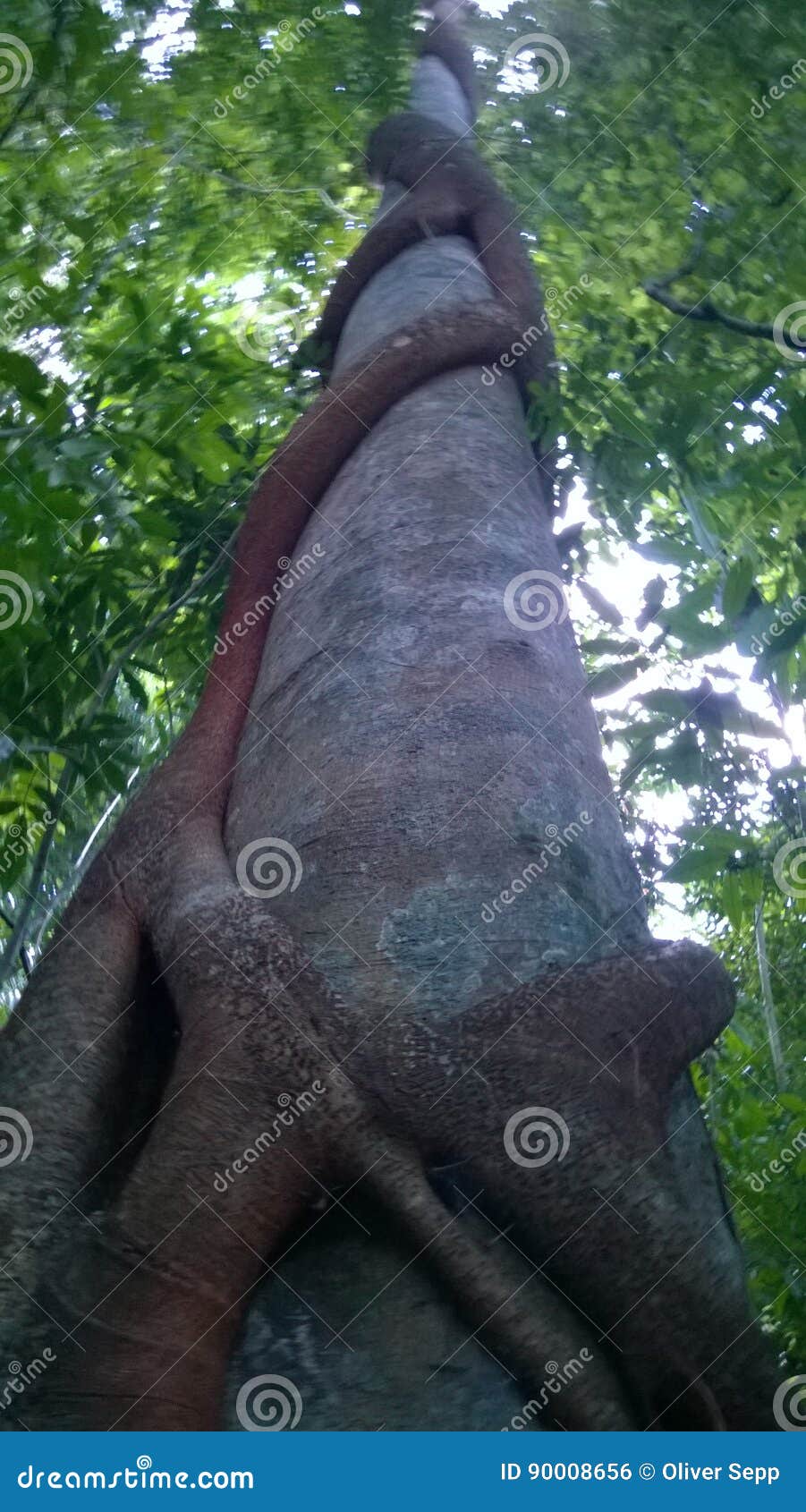 Strangled Tree Stock Photo | CartoonDealer.com #51994944