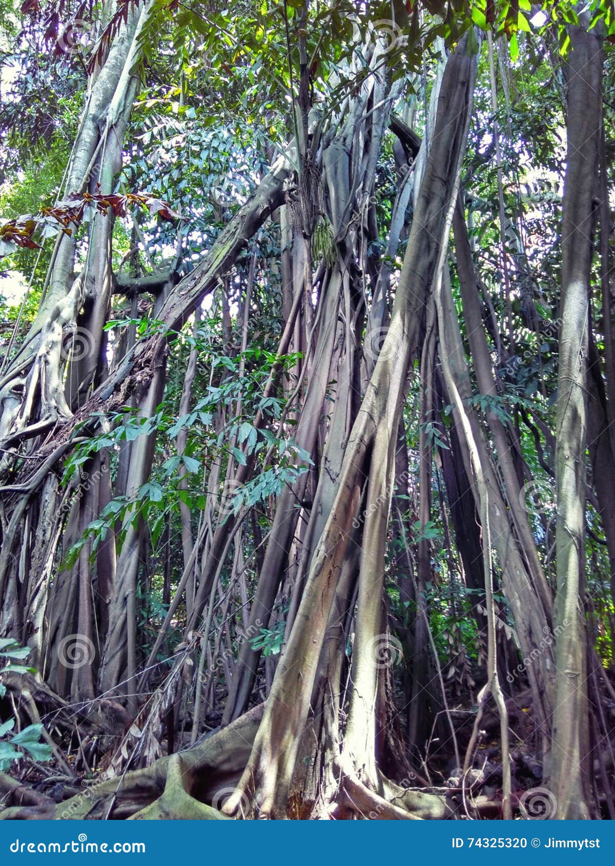 Strangling figs stock photo. Image of secondary, tall - 74325320