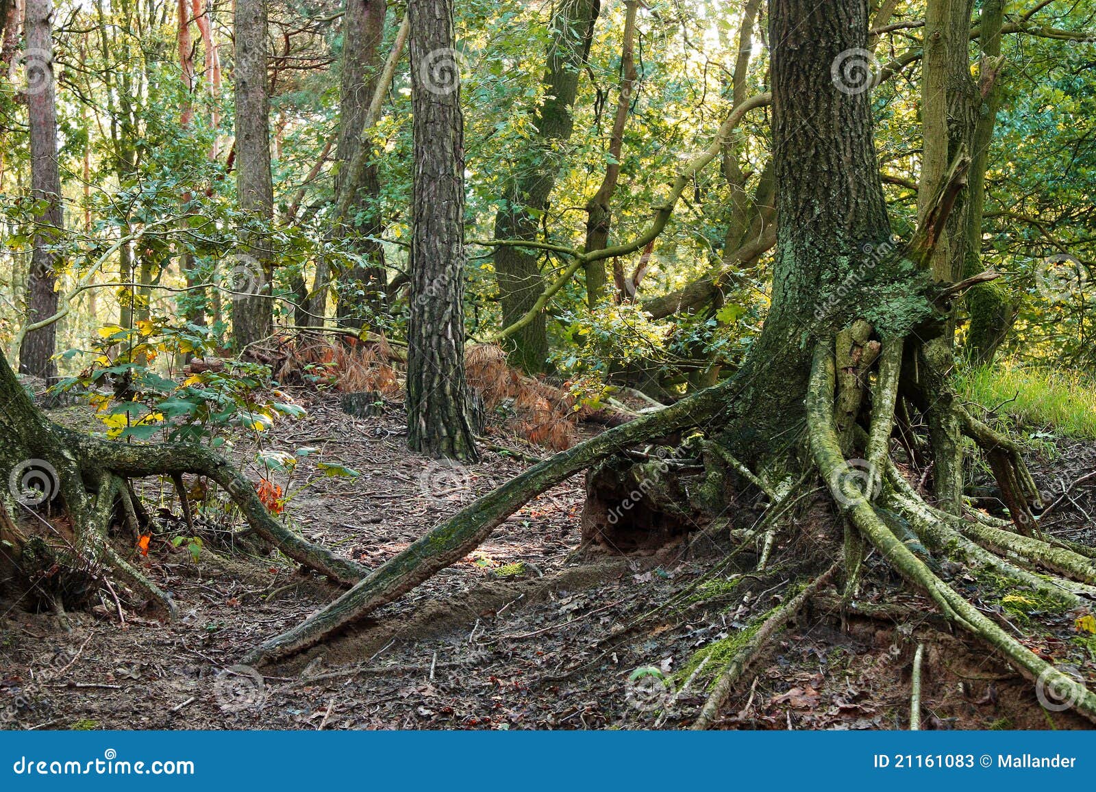Strangling Roots in the Forest Stock Image - Image of alto, aerial ...