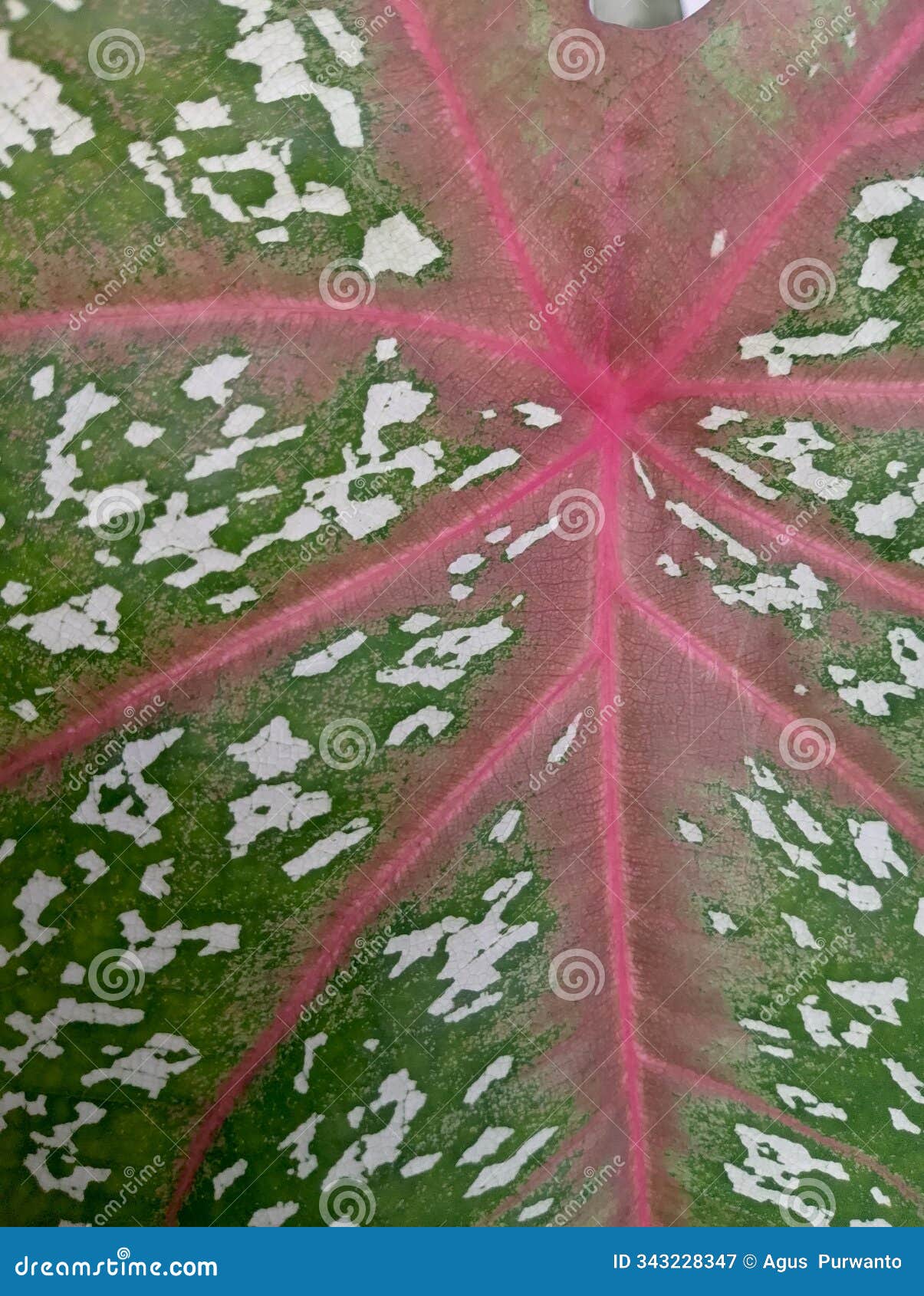 Strap Leaf Caladium. Blurry Abstract Green Caladium Bicolor Leaf with ...