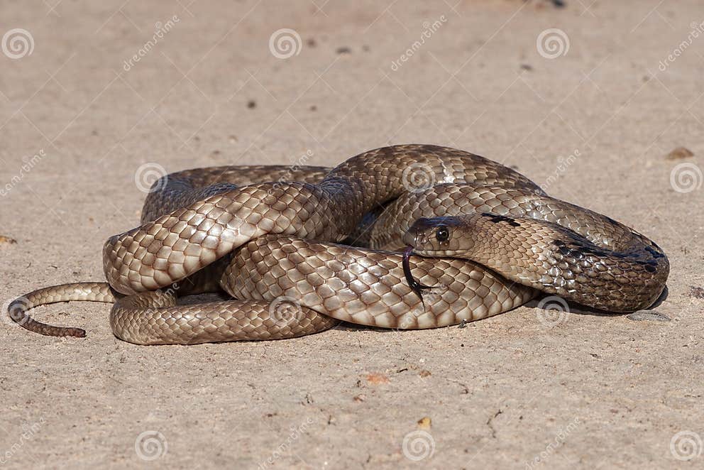 Strap-snouted Brown Snake stock image. Image of elapid - 213491593