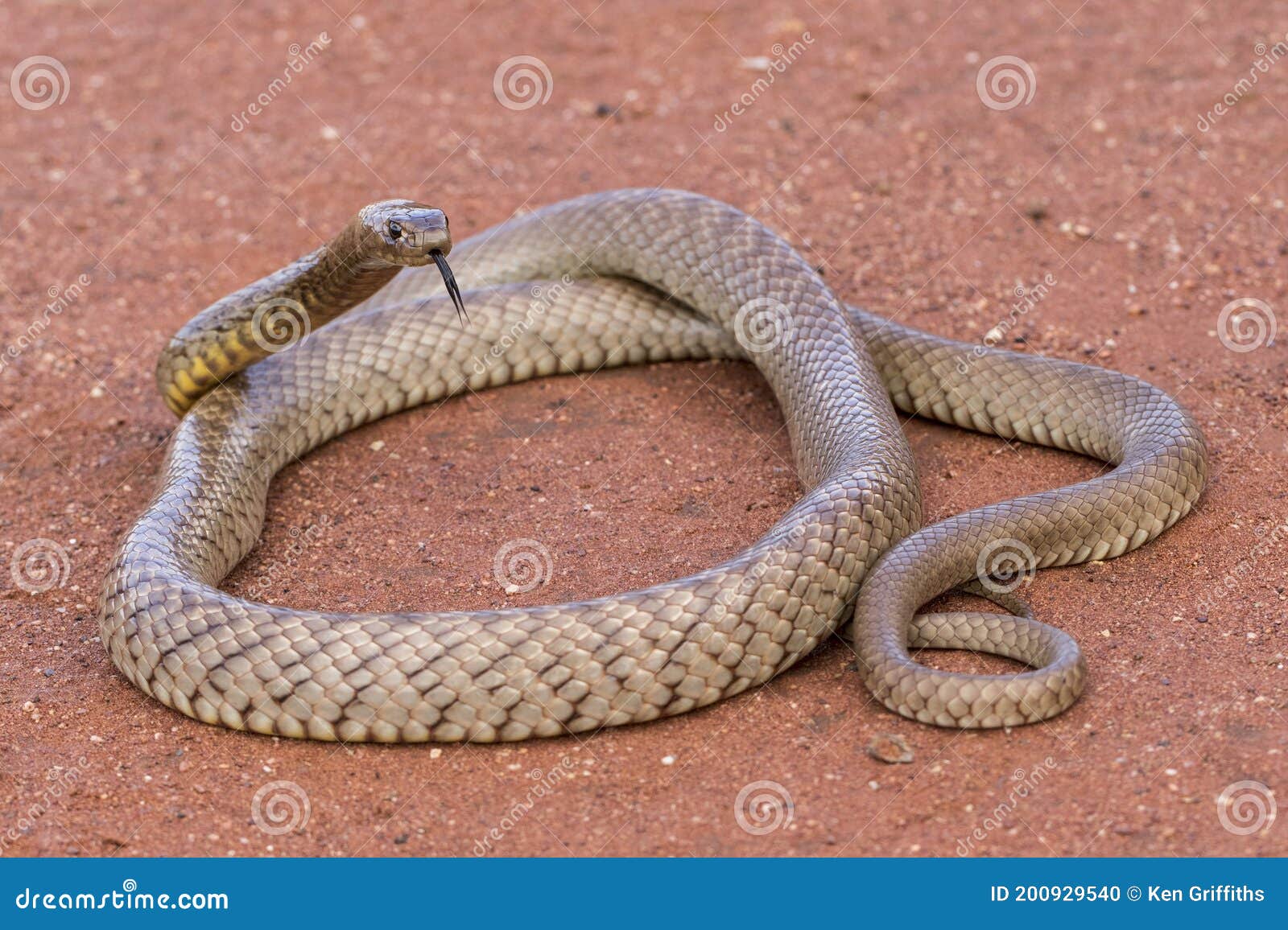 Strap-snouted Brown Snake stock photo. Image of snake - 200929540