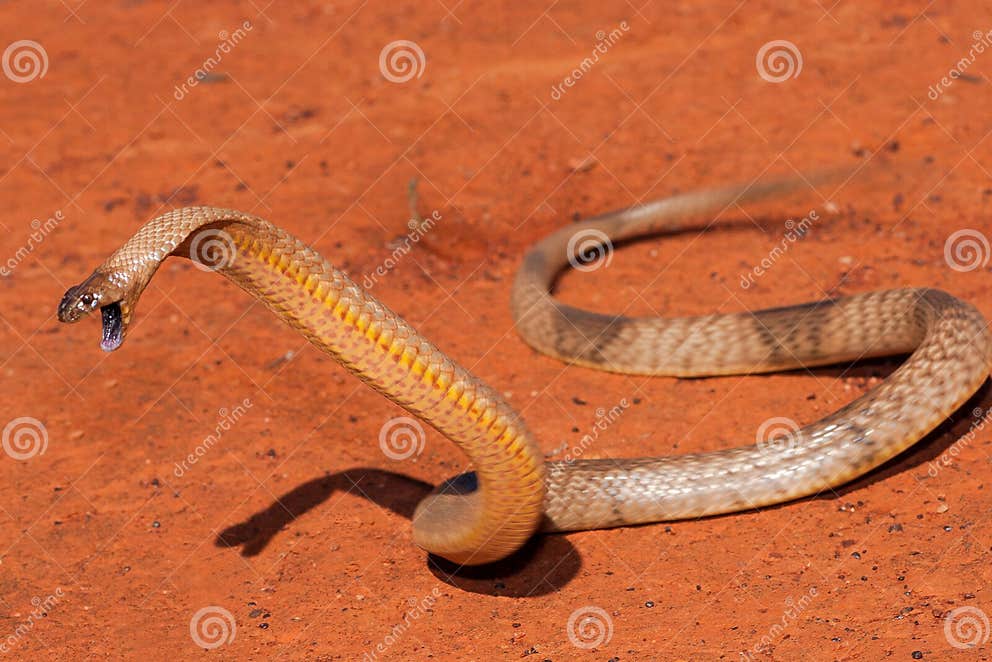 Strap-snouted Brown Snake Striking Stock Image - Image of australia ...