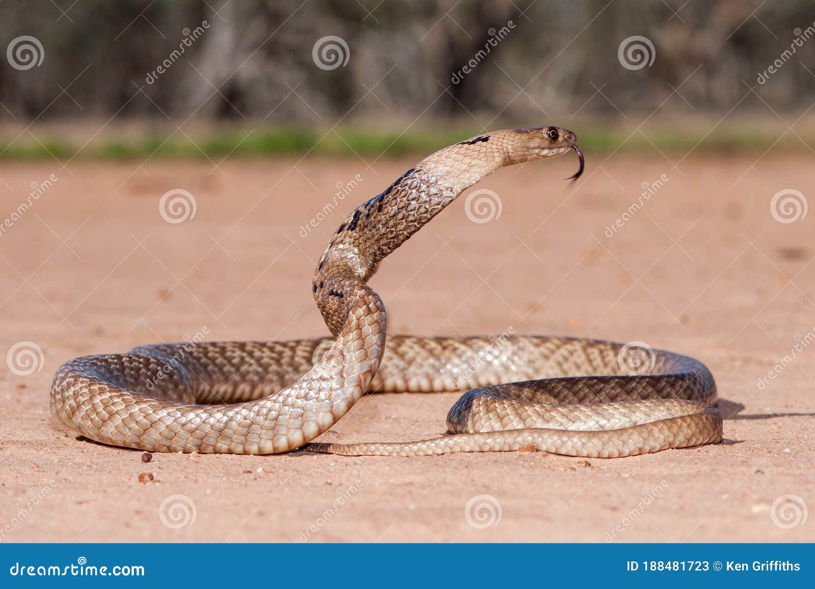 Strap-snouted Brown Snake stock image. Image of elapid - 188481723