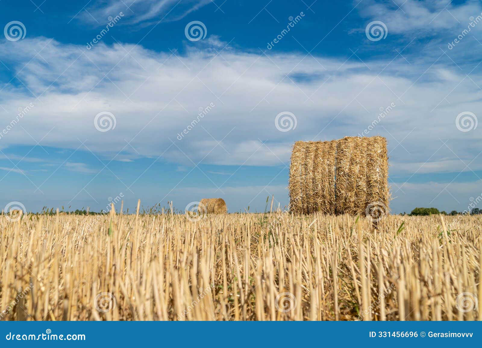 Strapped Hay Compressed in the Cylindrical Bale in a Farm Field Stock ...